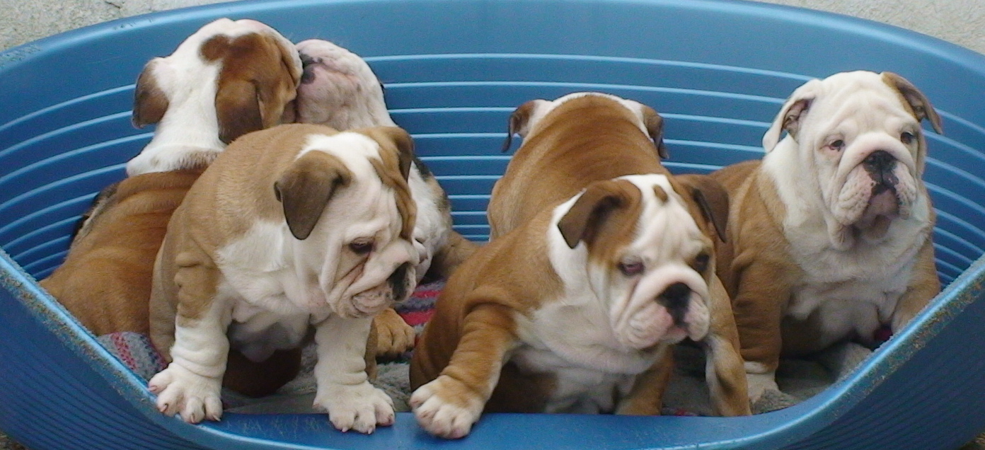 Baldi Bulldog – allevamento amatoriale per la selezione del Bulldog Inglese