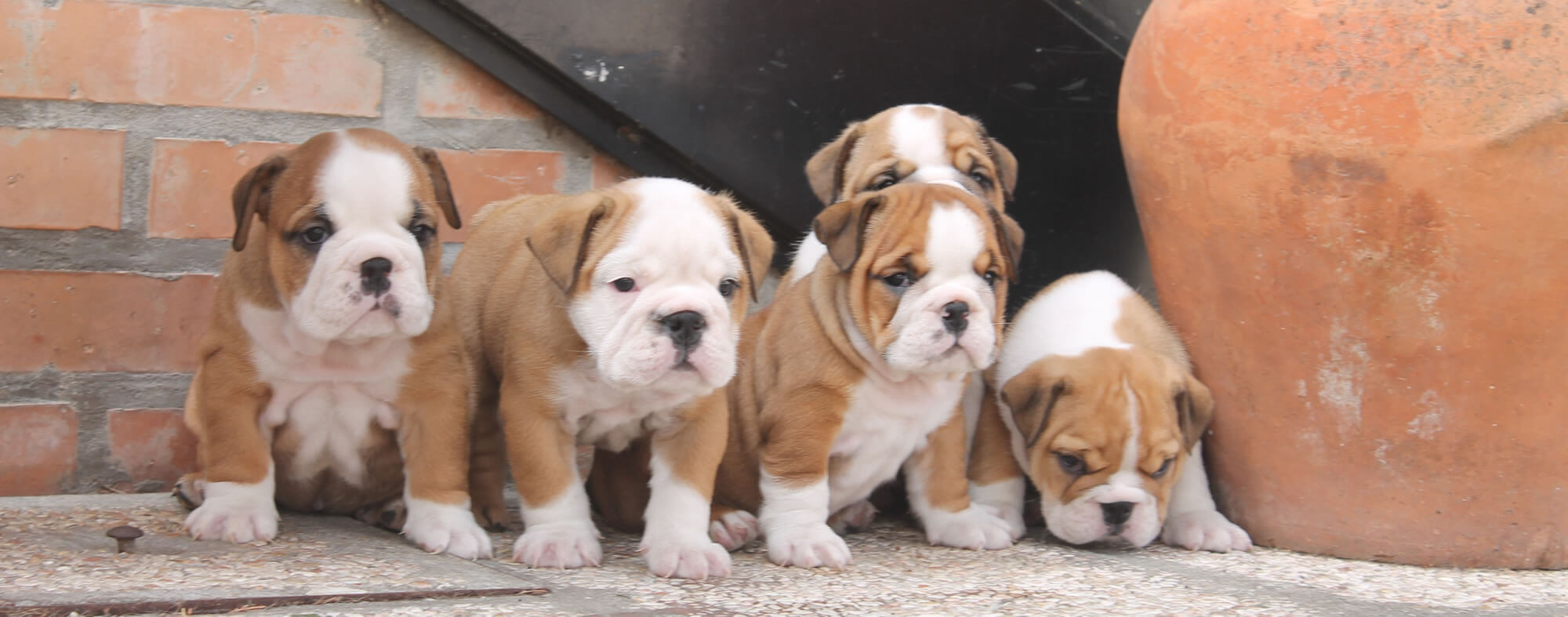 Baldi Bulldog – allevamento amatoriale per la selezione del Bulldog Inglese