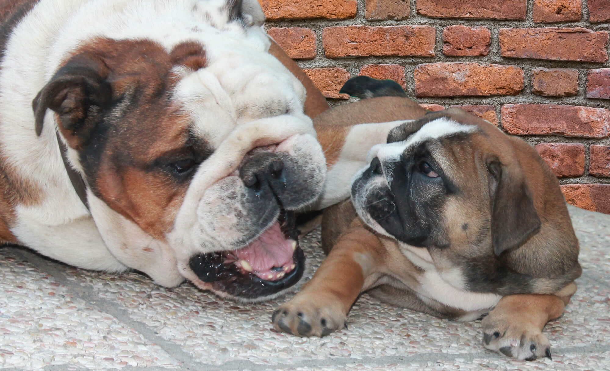 Baldi Bulldog – allevamento amatoriale per la selezione del Bulldog Inglese
